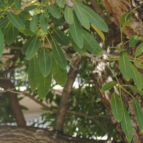 False Mastic (Sideroxylon foetidissimum) - Garden.org