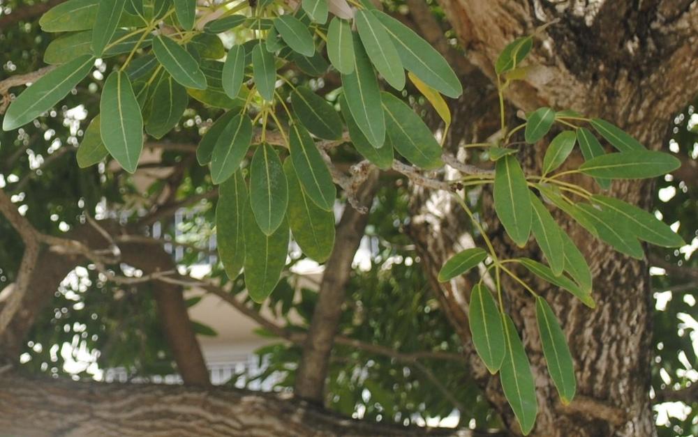 False Mastic (Sideroxylon foetidissimum) - Garden.org