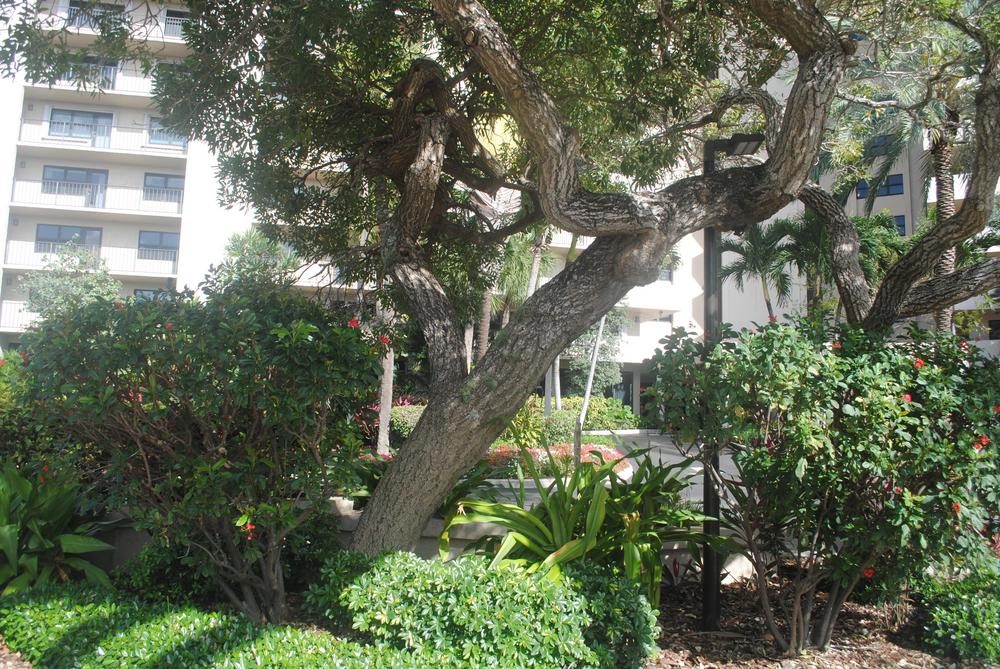 Photo of the stem, scape, stalk or bark of False Mastic (Sideroxylon ...