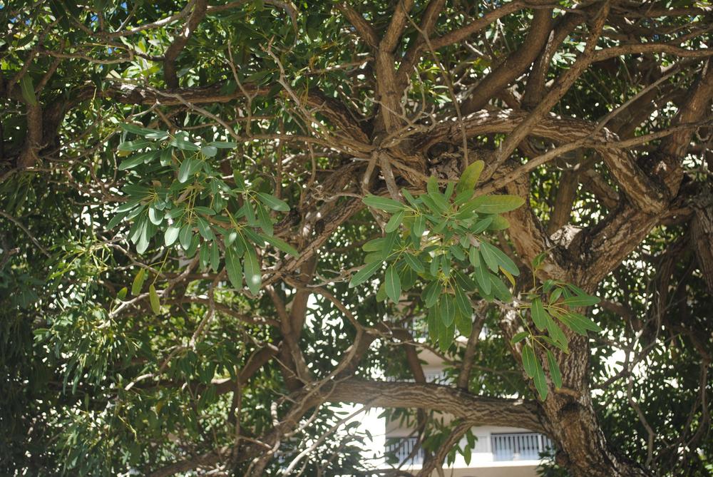 Photo of the stem, scape, stalk or bark of False Mastic (Sideroxylon ...