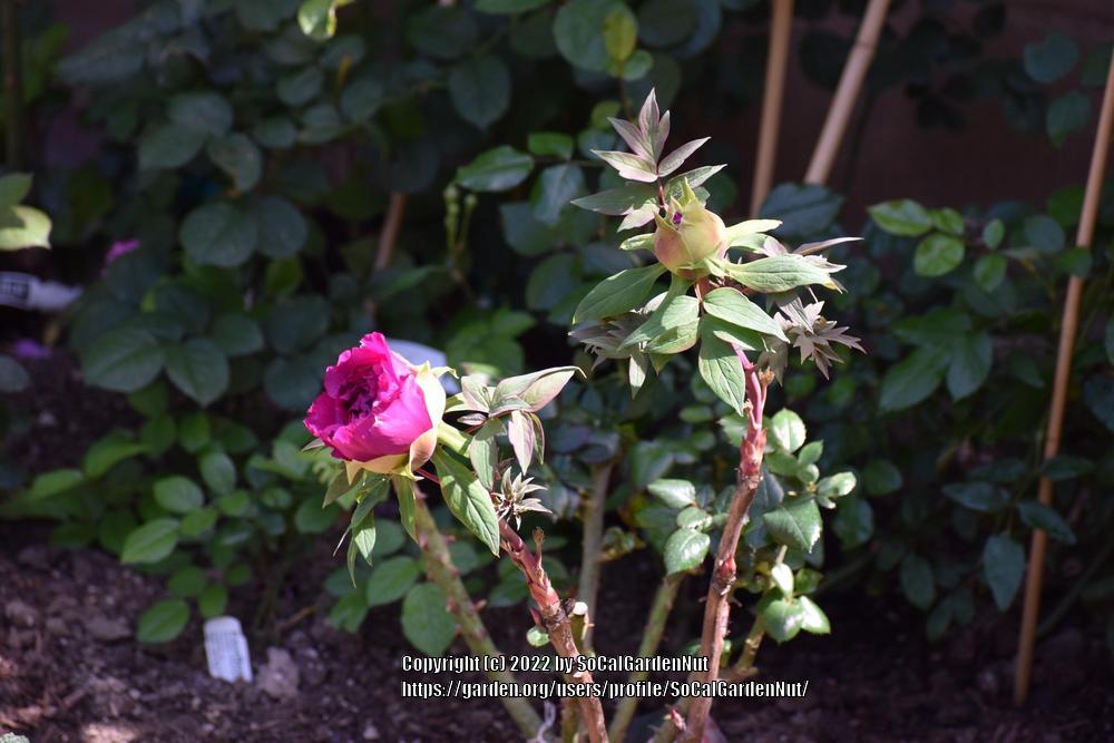 Photo of the entire plant of Japanese Tree Peony (Paeonia x ...