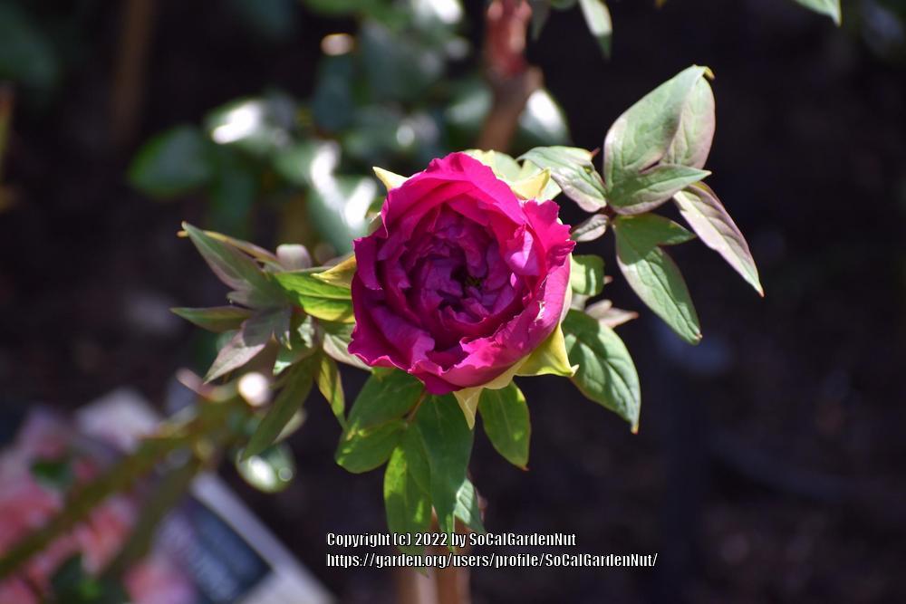 Photo of the bloom of Japanese Tree Peony (Paeonia x suffruticosa ...