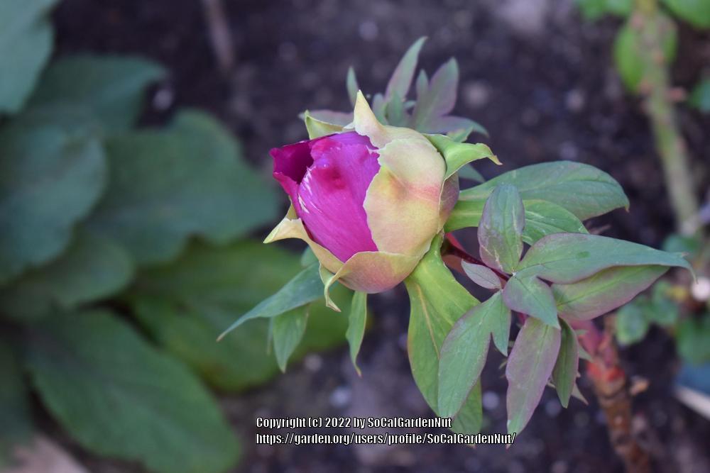 Photo of the closeup of buds, sepals and receptacles of Japanese Tree ...