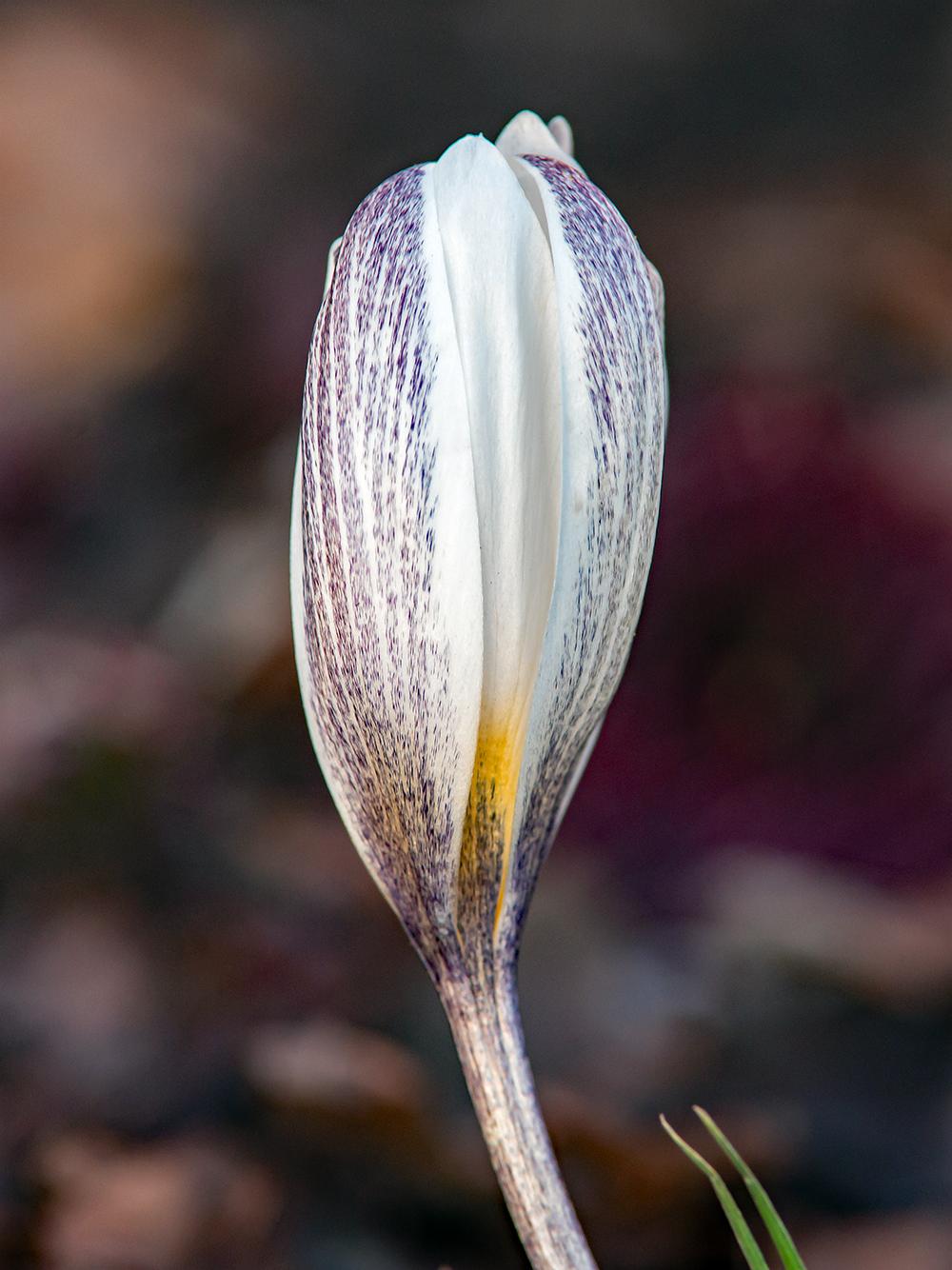 Photo of the bloom of Species Crocus (Crocus alatavicus) posted by ...