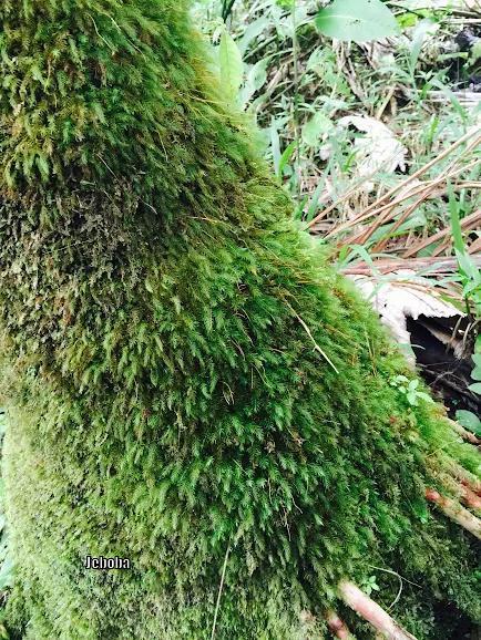 Photo of the entire plant of Pyrrhobryum spiniforme posted by sedumzz ...