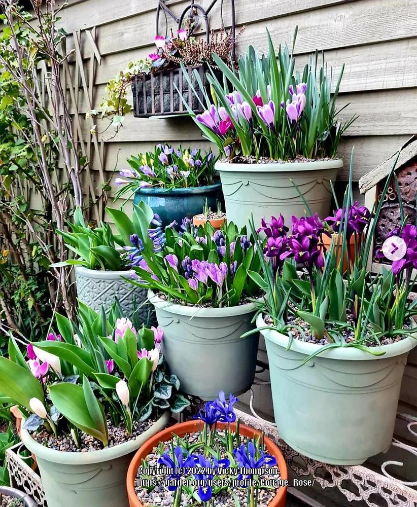 Lasagna bulb planting in pots! in the Containers forum - Garden.org