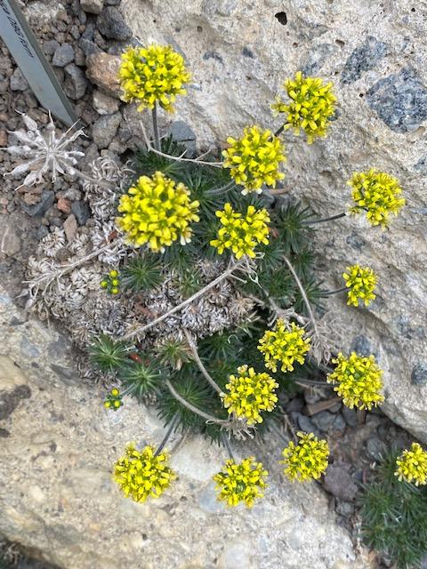 Draba hispanica - Garden.org