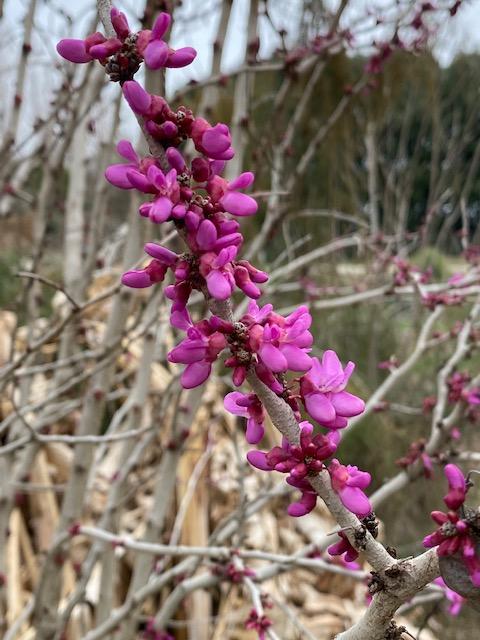 Photo of the bloom of Chinese Redbud (Cercis chinensis 'Avondale ...