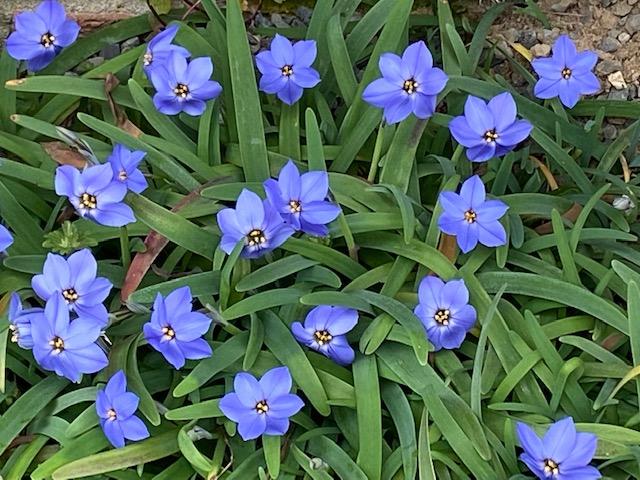 Photo of the bloom of Spring Starflower (Ipheion uniflorum) posted by ...