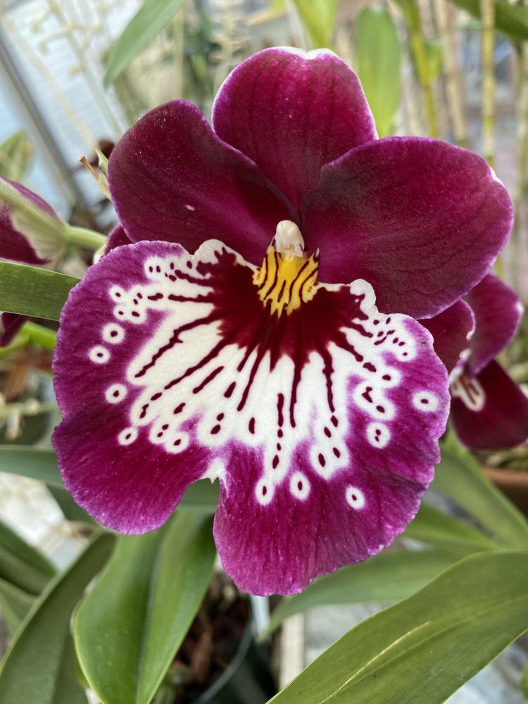 Orchid (Miltoniopsis Hajime Ono 'Raspberry') - Garden.org
