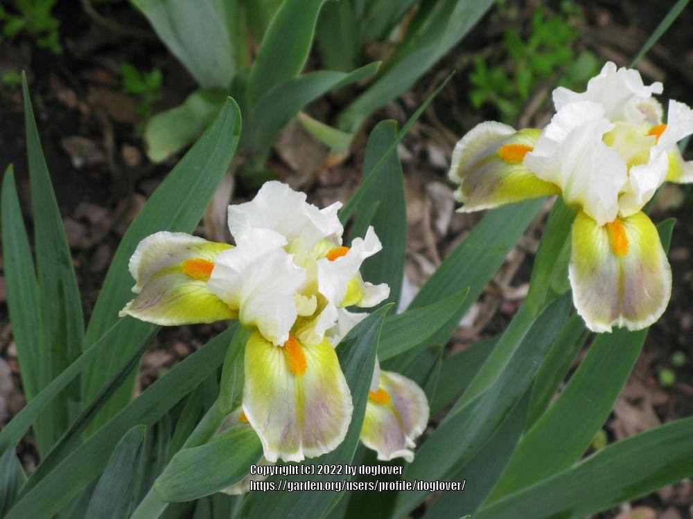 Standard Dwarf Bearded Iris (Iris 'Indian Art') in the Irises Database ...
