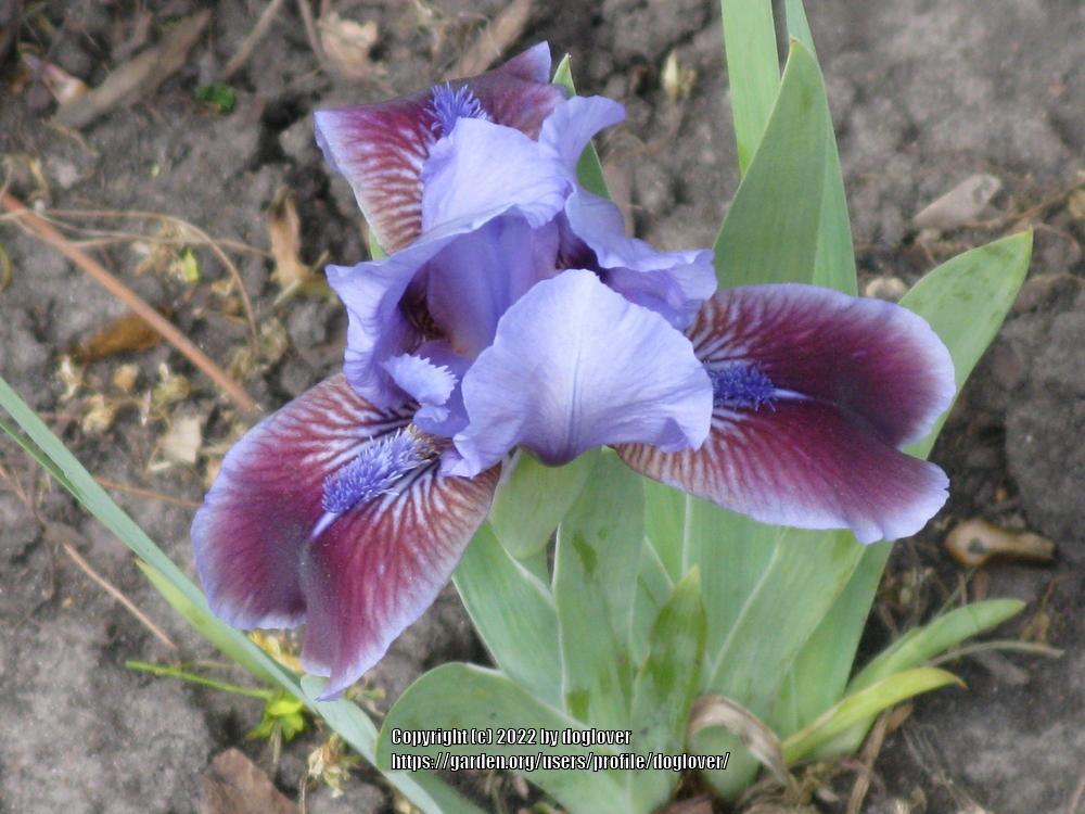 Standard Dwarf Bearded Iris (Iris 'Car Hop') in the Irises Database ...