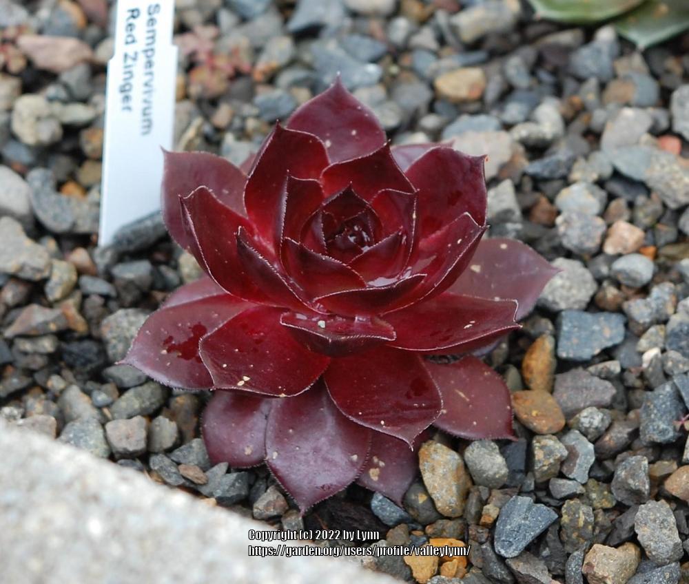 Photo of the leaves of Hen and Chicks (Sempervivum 'Red Zinger') posted ...