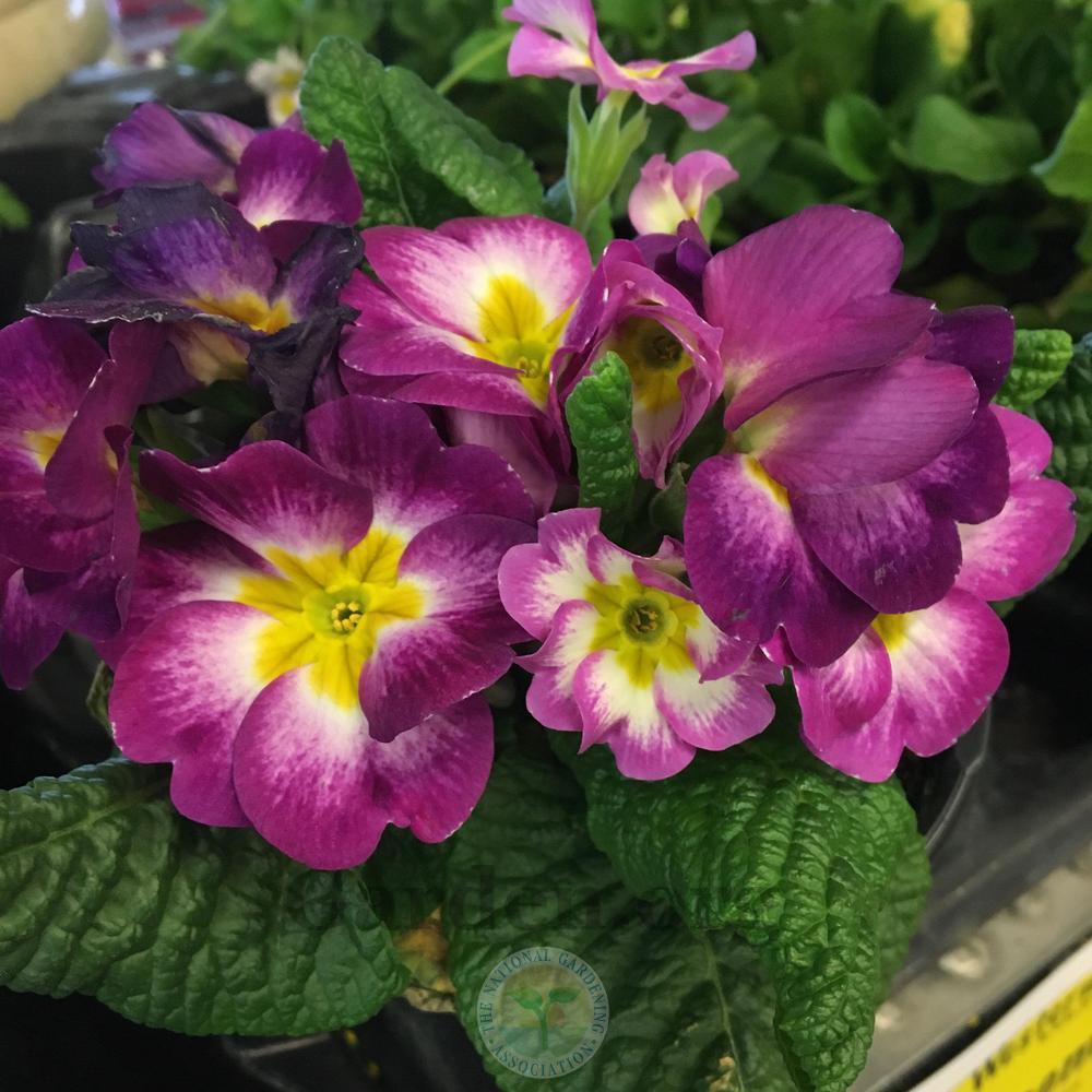 Primrose (Primula vulgaris subsp. vulgaris 'Danova Wine Bicolor') in ...