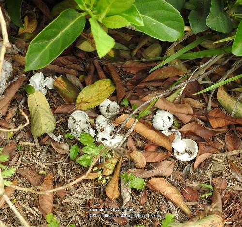 Scientists just captured a record 17-foot-long python in Florida in the ...