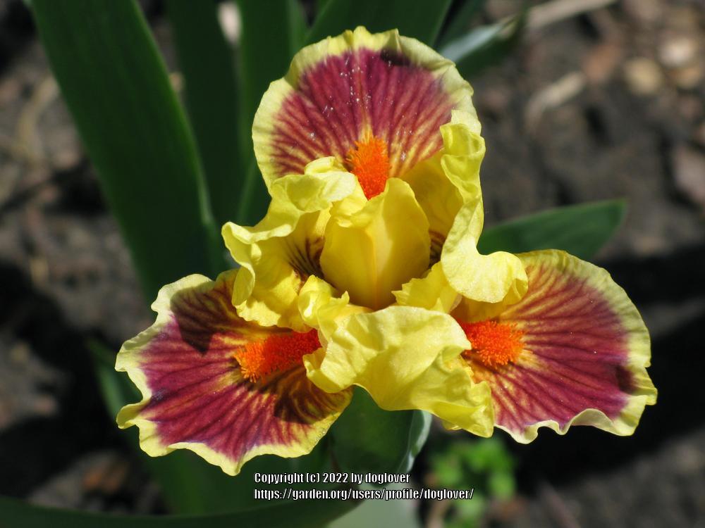 Photo of the bloom of Standard Dwarf Bearded Iris (Iris 'Zooboomafoo') posted by doglover ...