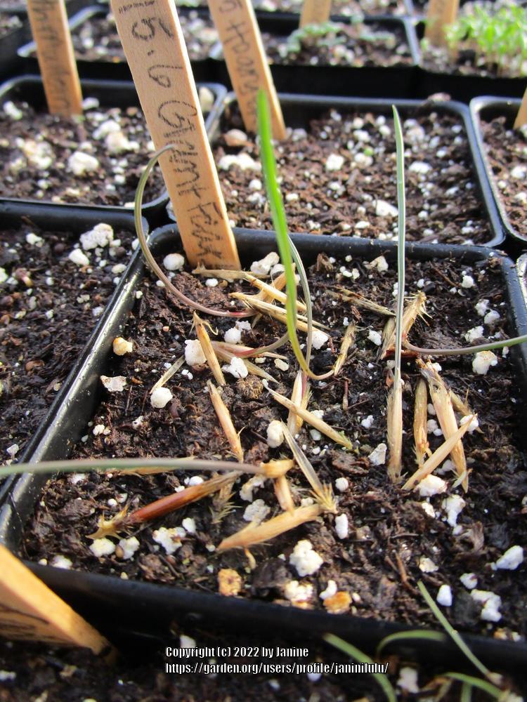 Giant Oats (Celtica gigantea) - Garden.org