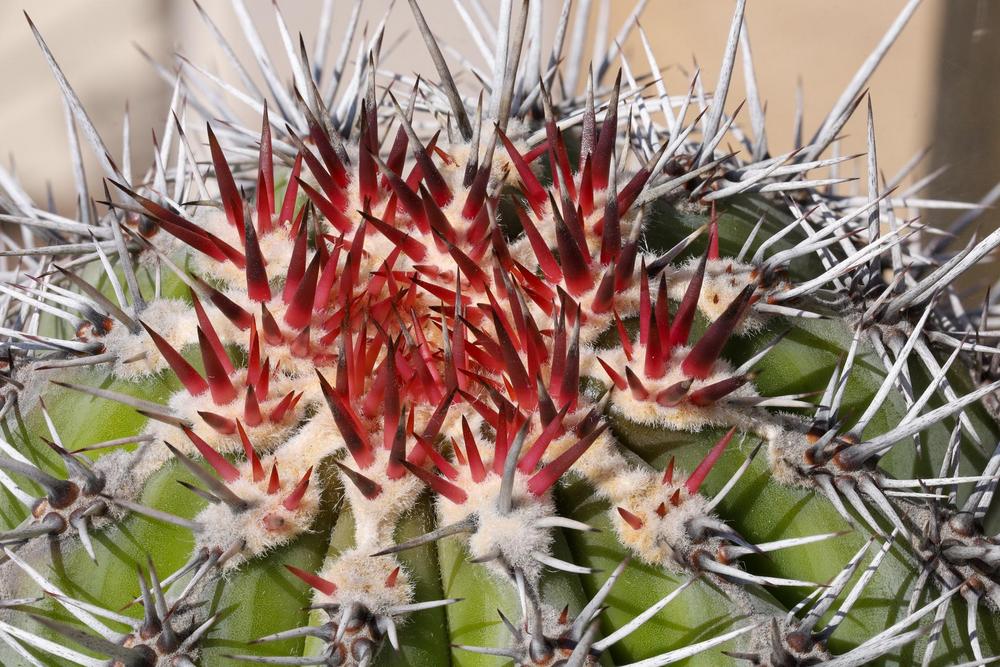 Photo of the thorns, spines, prickles or teeth of Mexican Giant Cardon ...