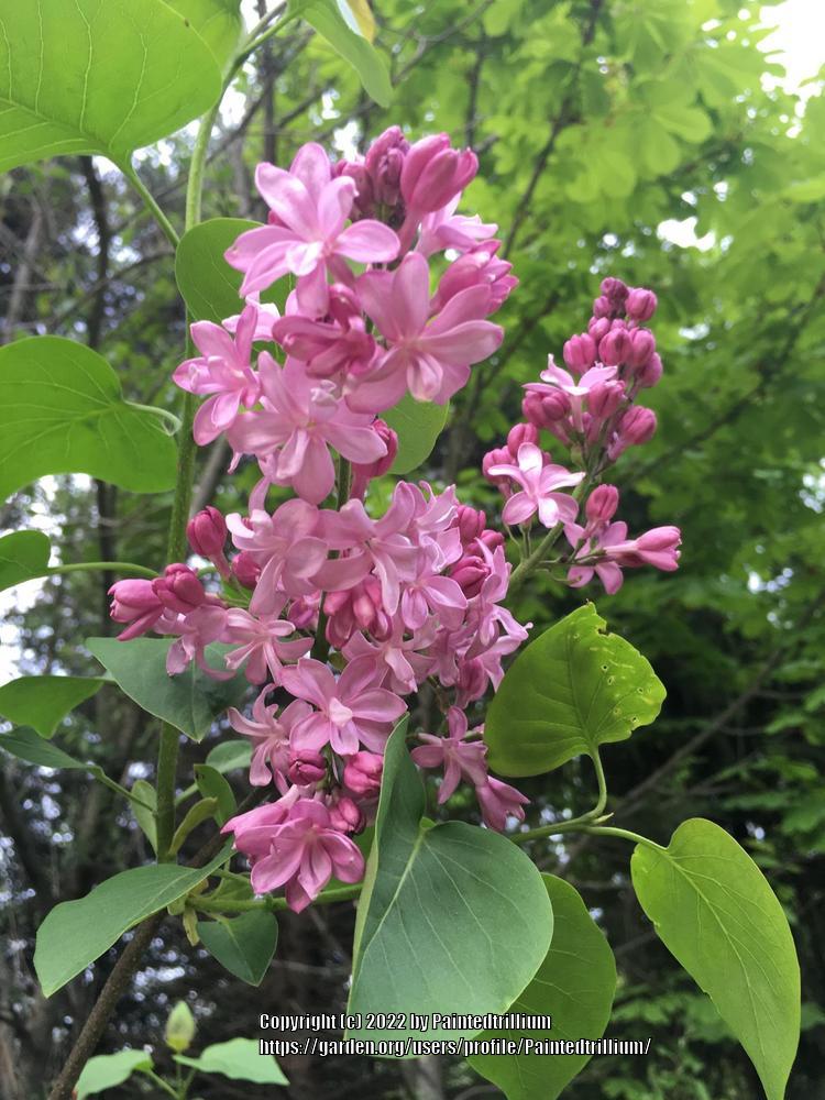 Photo of the stem, scape, stalk or bark of Common Lilac (Syringa ...