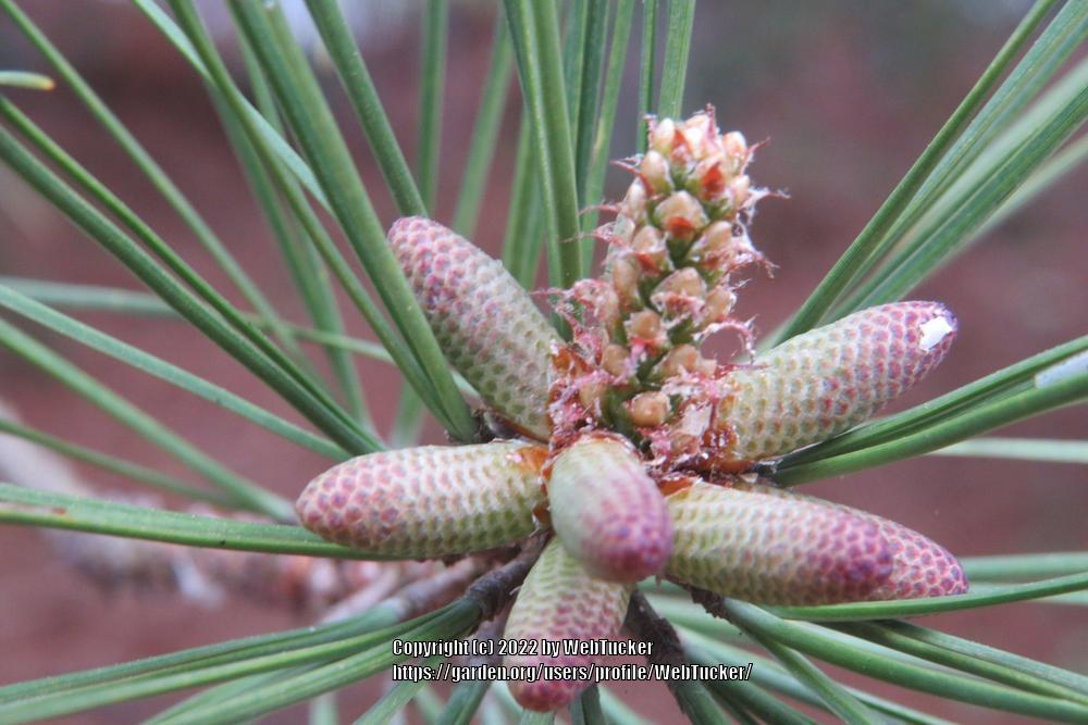 Photo of the cone of Loblolly Pine (Pinus taeda) posted by WebTucker ...