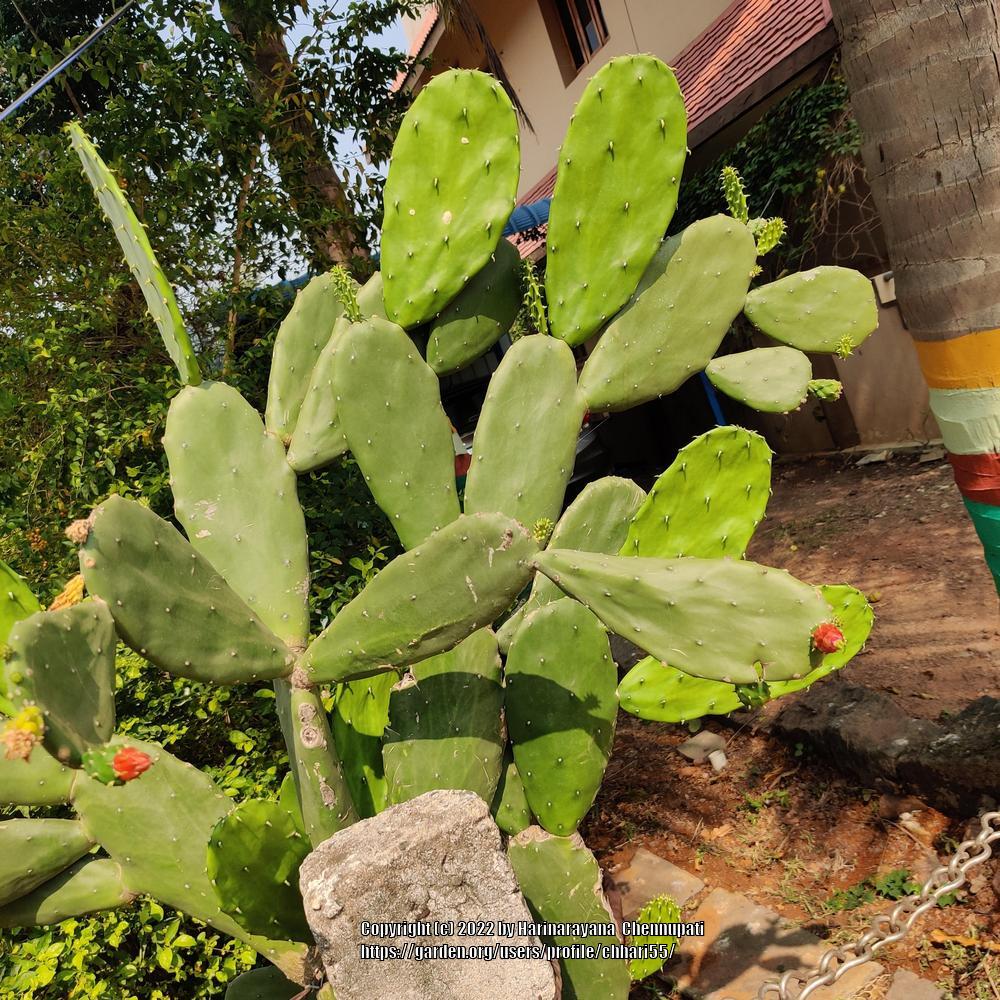 Photo of the entire plant of Cochineal Cactus (Opuntia cochenillifera) posted by chhari55 ...