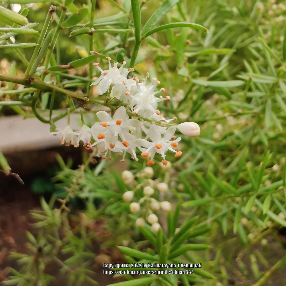 Asparagus Fern (Asparagus densiflorus 'Sprengeri') - Garden.org