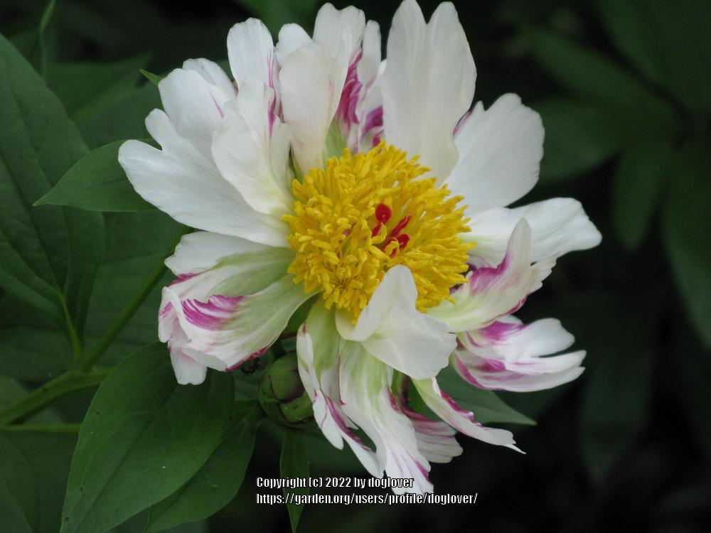 Peony (Paeonia lactiflora 'Peppermint Stick') in the Peonies Database ...