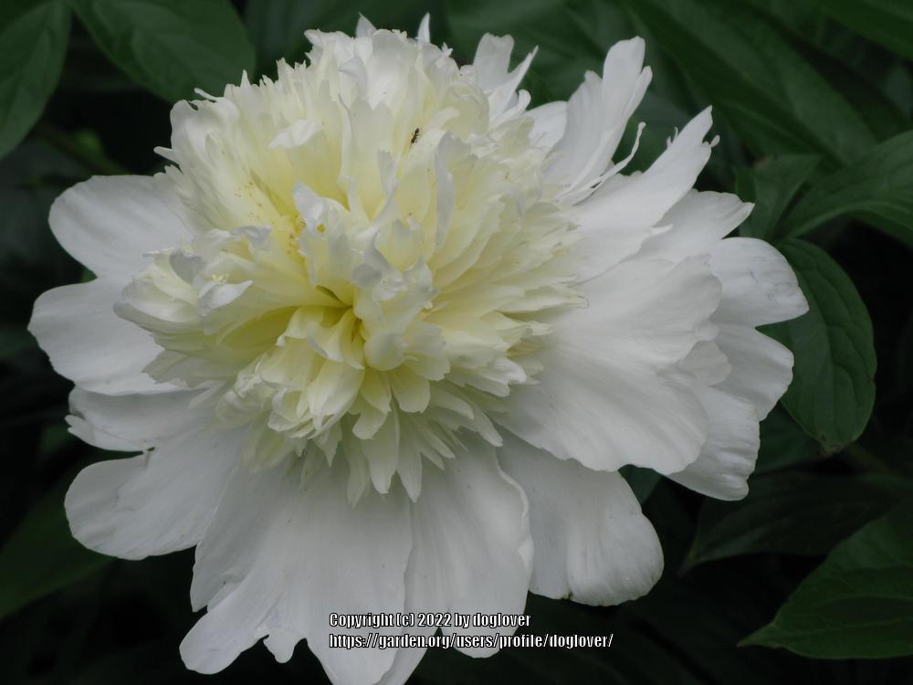 Photo of the bloom of Peony (Paeonia lactiflora 'Primevere') posted by ...