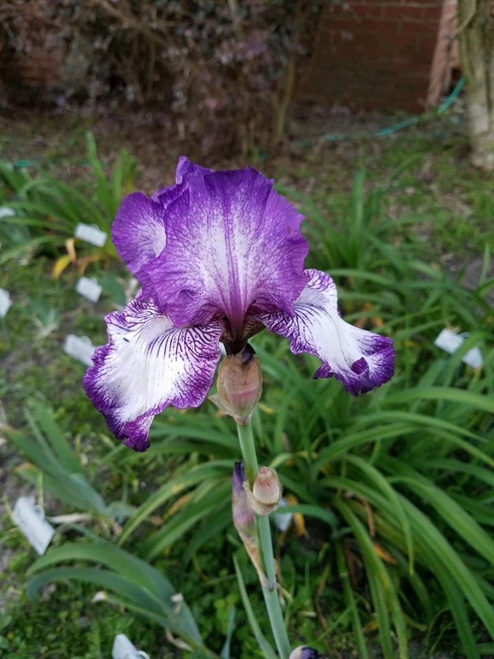 Photo of the bloom of Tall Bearded Iris (Iris 'Double Shot') posted by ...