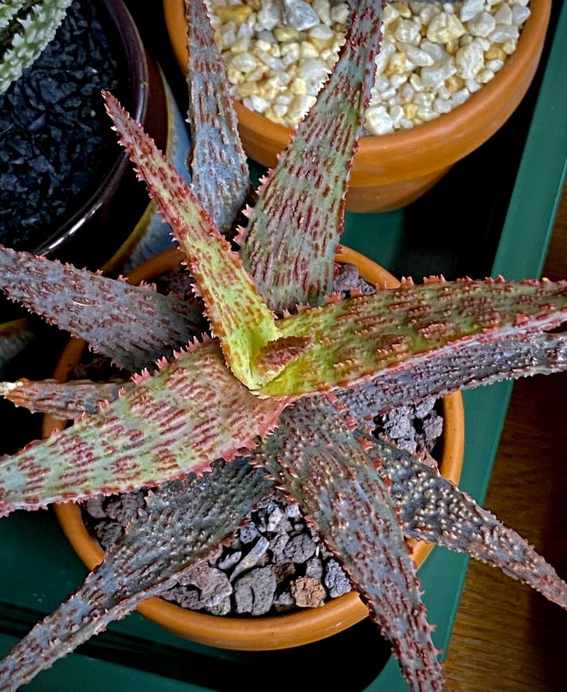 Photo of the entire plant of Aloe 'Snapper' posted by ketsui73 - Garden.org