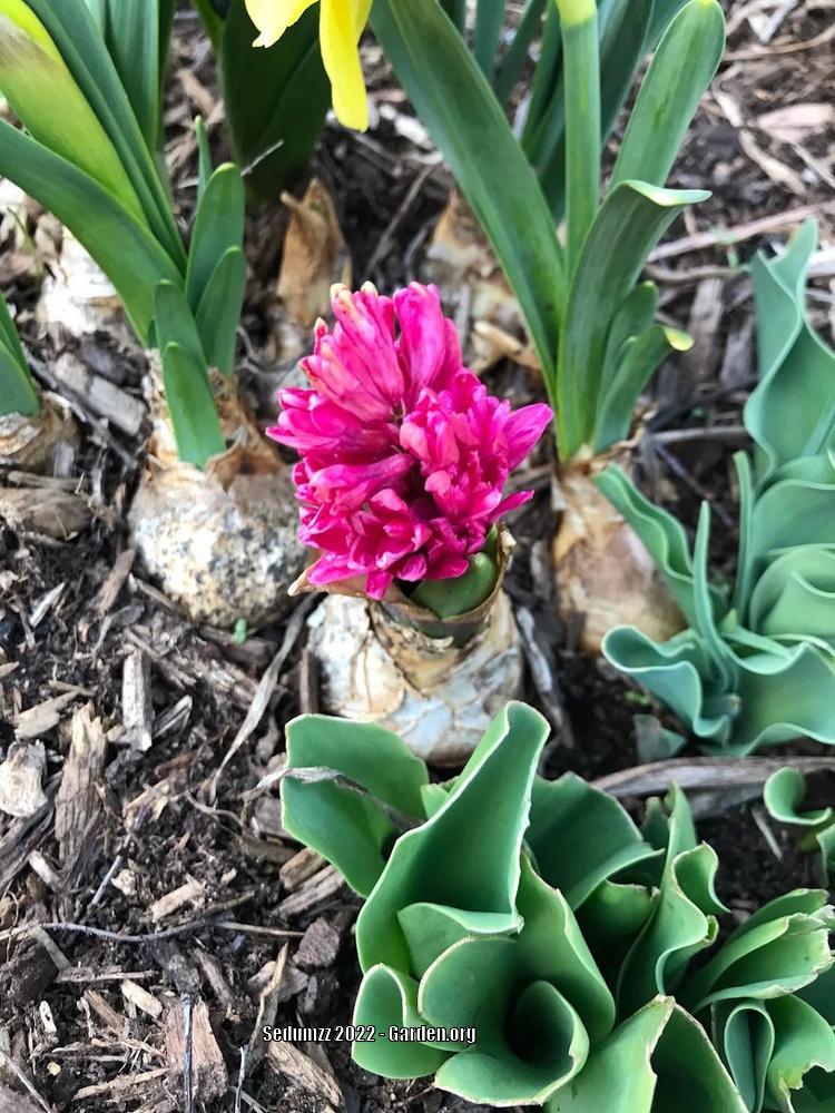 Photo of the entire plant of Dutch Hyacinth (Hyacinthus orientalis 'Red ...
