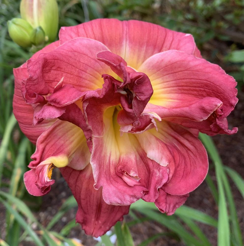 Daylily (Hemerocallis 'Raspberry Roller') in the Daylilies Database ...