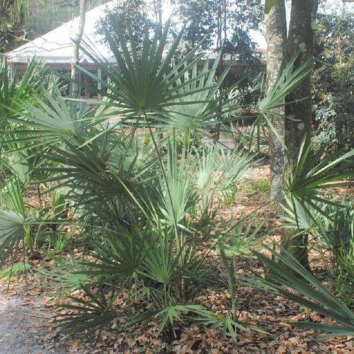 Dwarf Palmetto (Sabal minor) - Garden.org