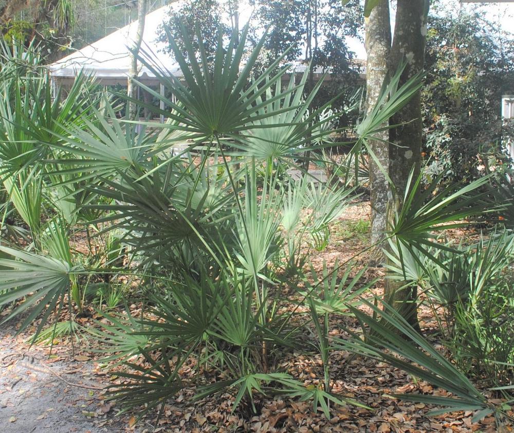 Dwarf Palmetto (Sabal minor) - Garden.org