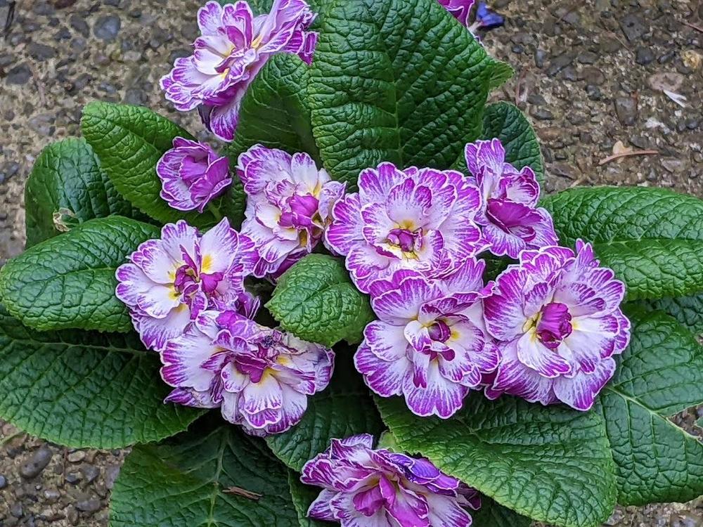 Photo of the entire plant of Primrose (Primula Belarina® Lively Lilac ...