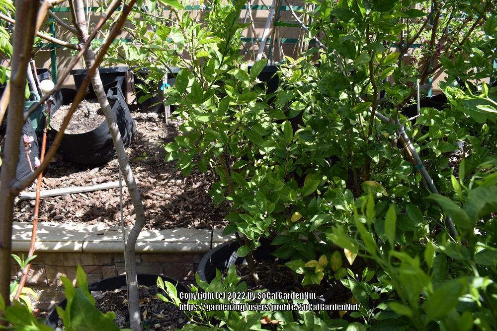 Meyer lemon and bearss lime in the Ask a Question forum - Garden.org