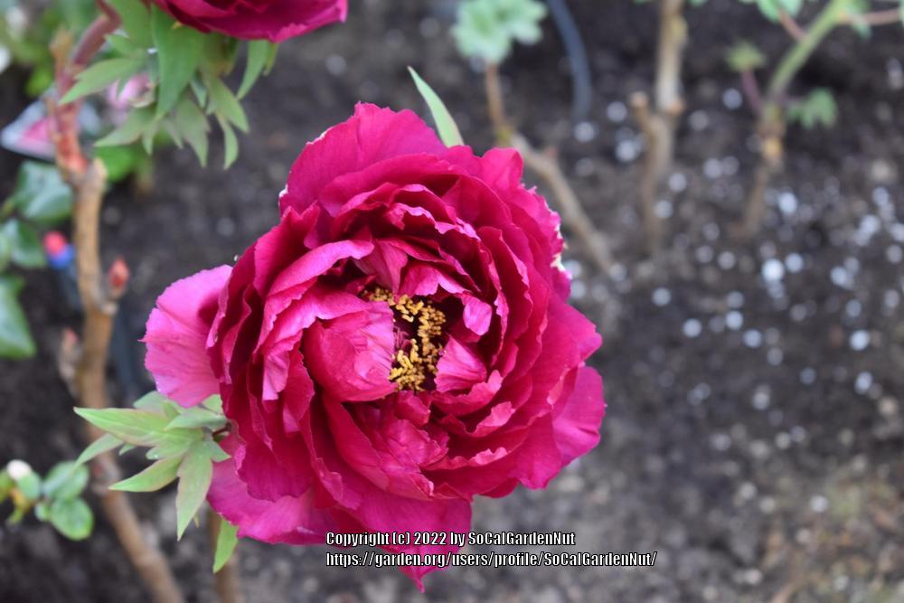 Photo of the bloom of Japanese Tree Peony (Paeonia x suffruticosa ...