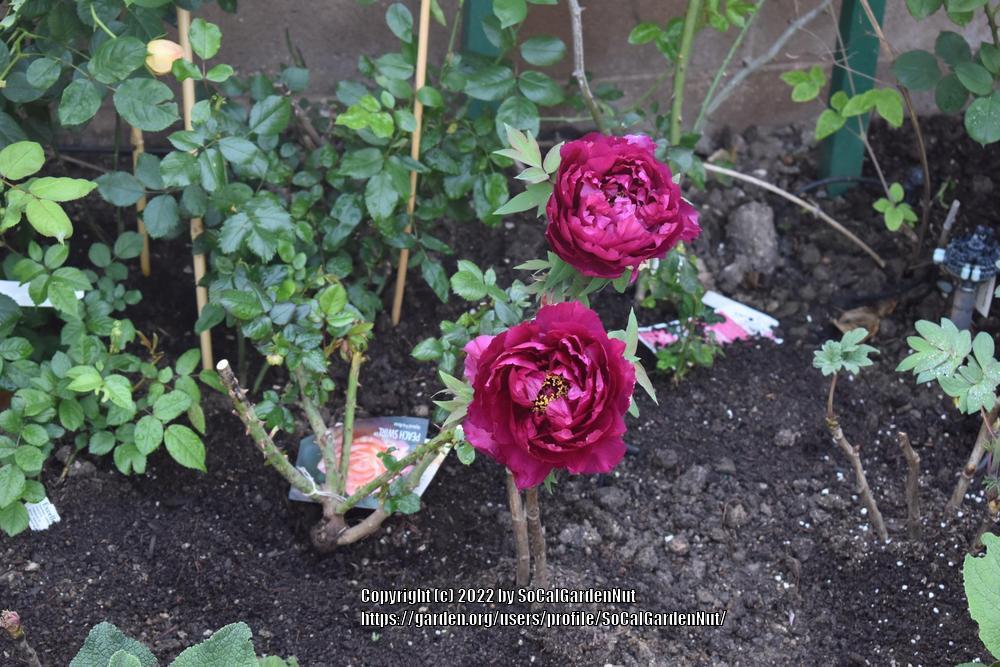 Photo of the entire plant of Japanese Tree Peony (Paeonia x ...