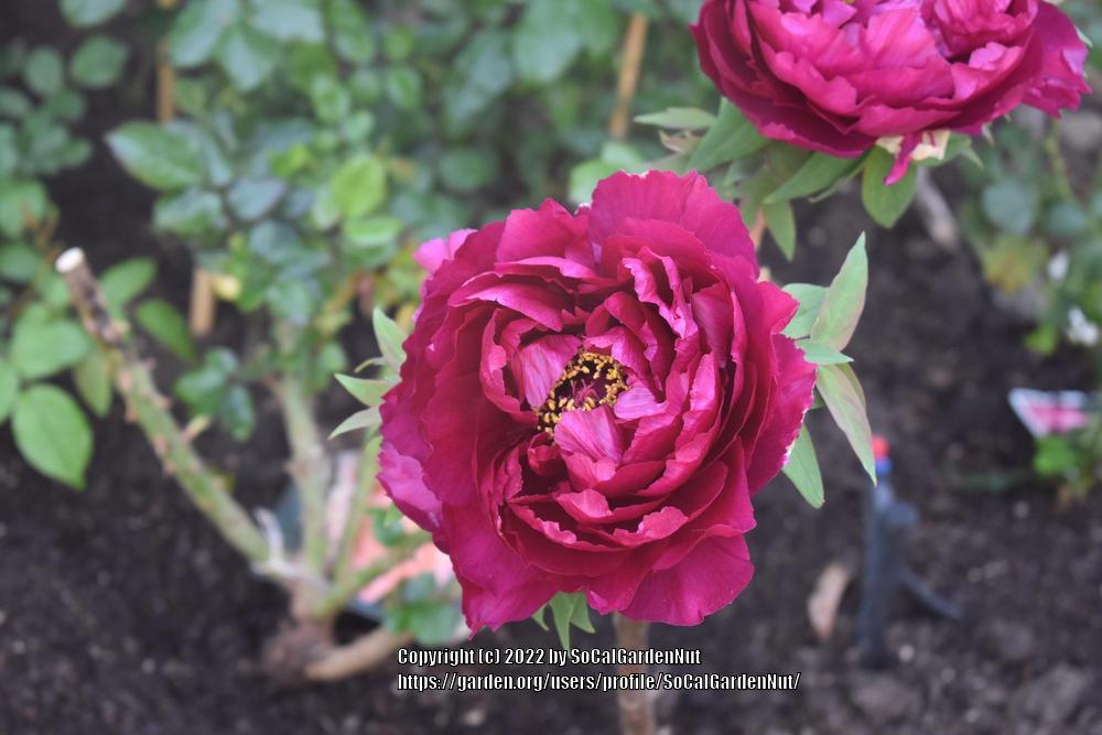 Photo of the bloom of Japanese Tree Peony (Paeonia x suffruticosa ...