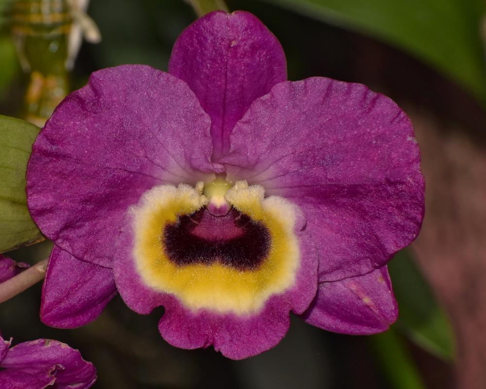 Orchid (Dendrobium Red Emperor 'Prince') - Garden.org