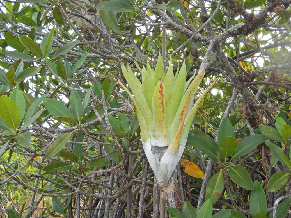 Photo of the entire plant of Powdery Strap Airplant (Catopsis ...