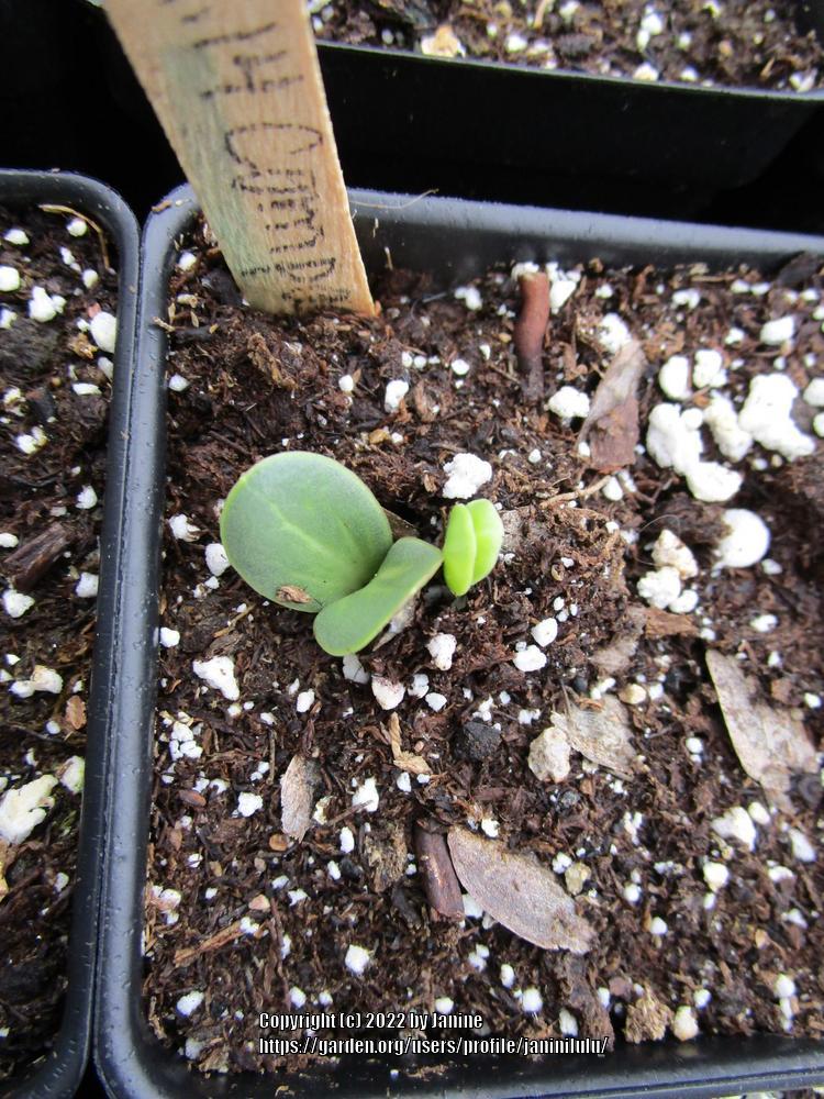Photo of the seedling or young plant of Compass Plant (Silphium ...