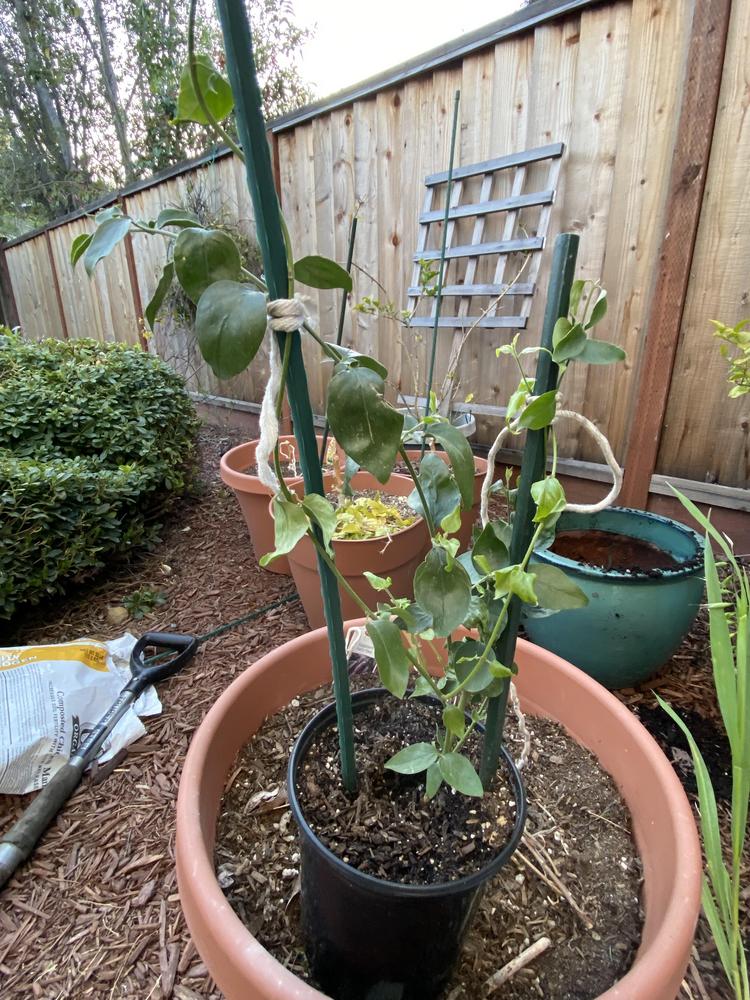 Jui jasmine creeper in the Ask a Question forum - Garden.org