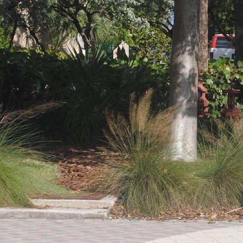 Elliott's Love Grass (Eragrostis elliottii) - Garden.org