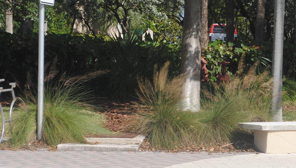 Photo of the entire plant of Elliott's Love Grass (Eragrostis elliottii ...