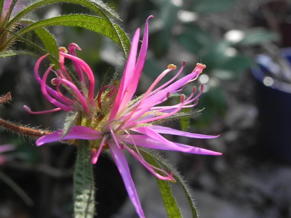 Photo of the bloom of Spider Azalea (Rhododendron stenopetalum ...