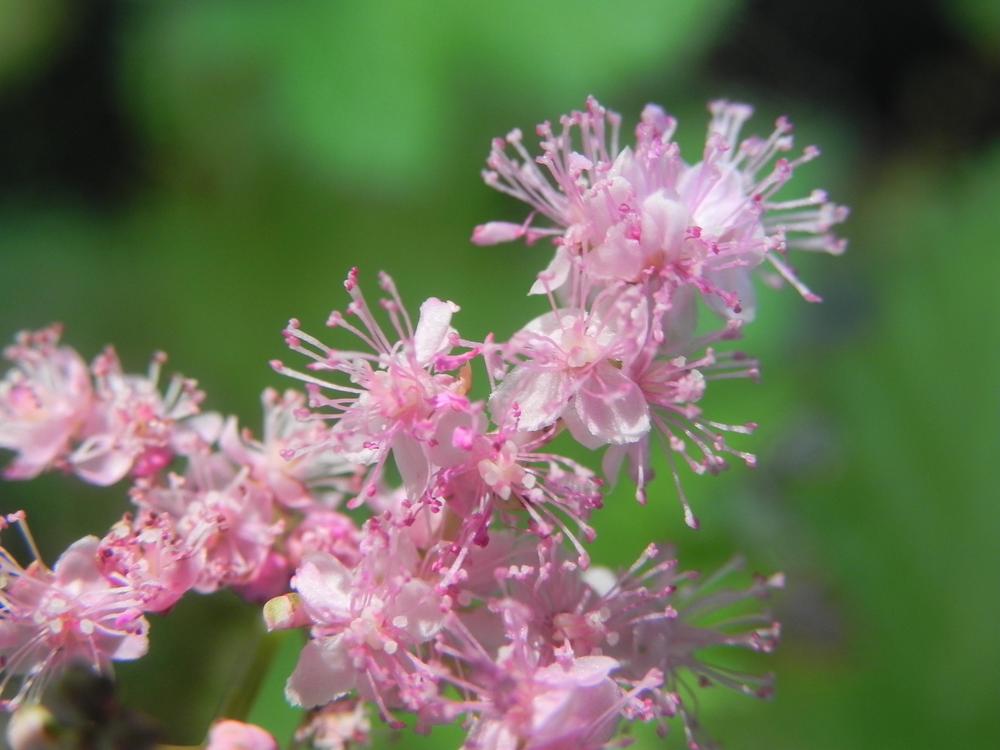 Meadowsweet (Filipendula 'Kahome') - Garden.org