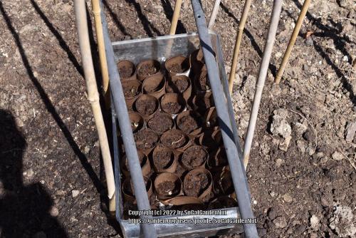 2022 Vegetable Gardening. in the Vegetables and Fruit forum - Garden.org