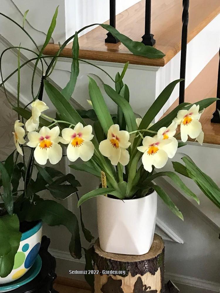 Pansy Orchid (Miltoniopsis Andrea West 'HOF') - Garden.org