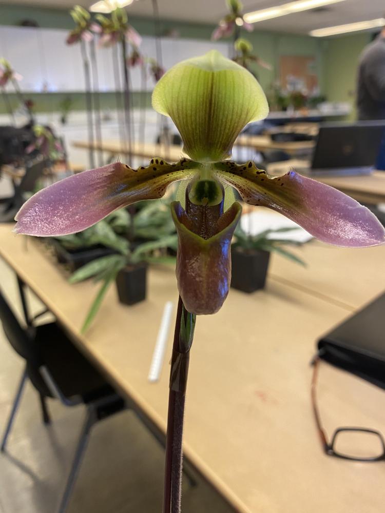 Photo of the bloom of Orchid (Paphiopedilum appletonianum) posted by ...